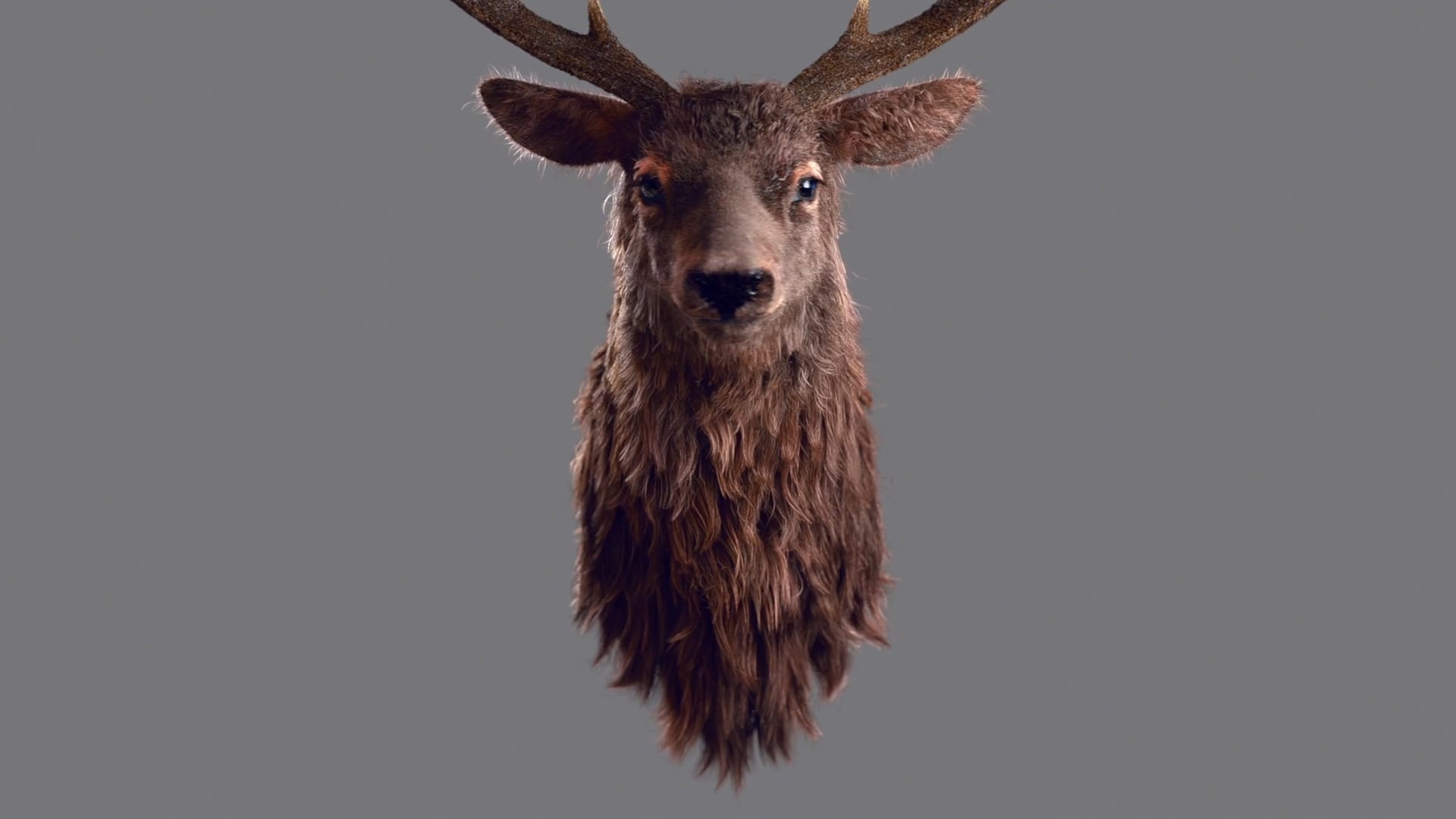 xGen Groom Test - Wapiti Head on Vimeo