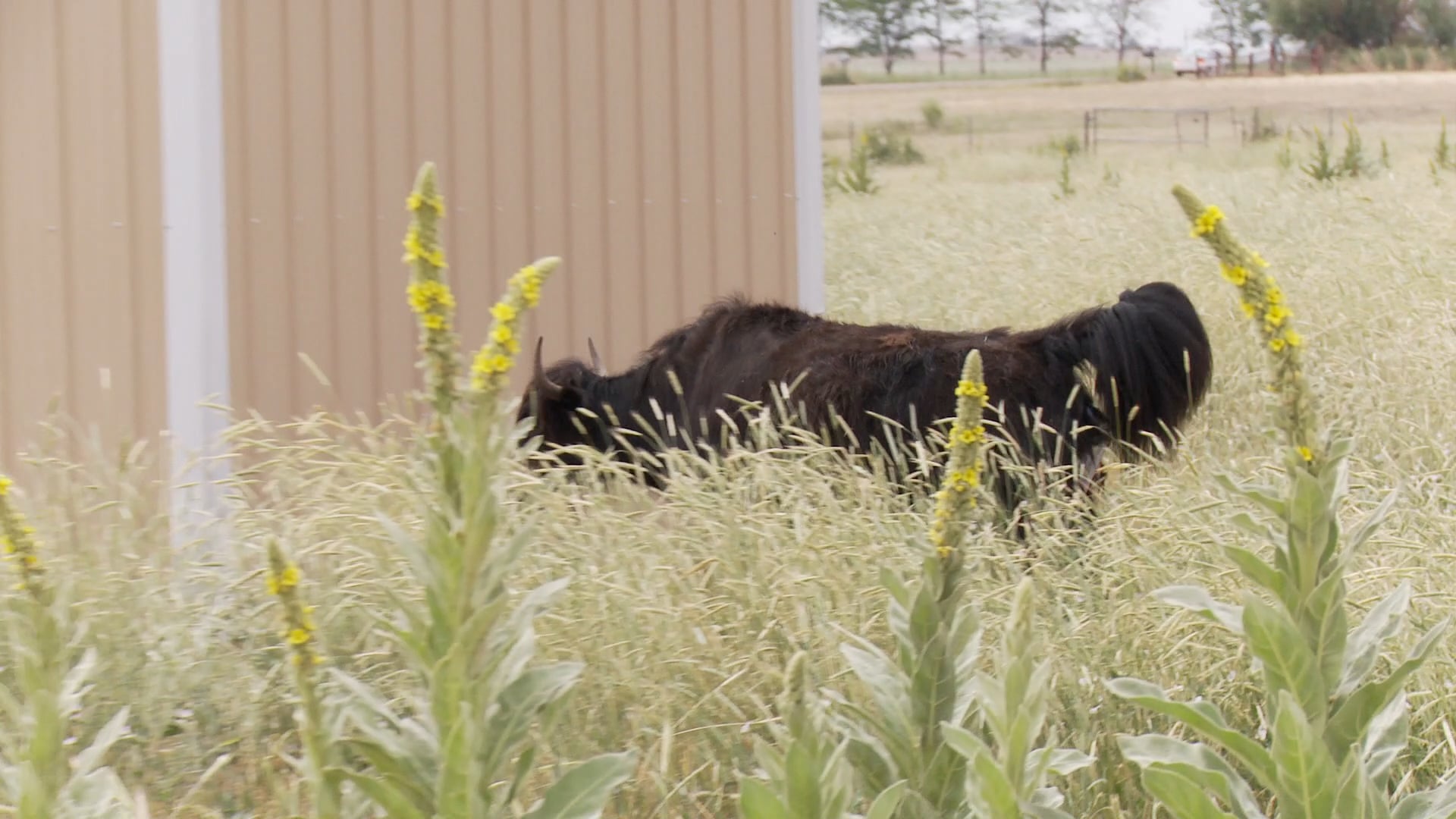 Yak Birth 2016 High Plains on Vimeo