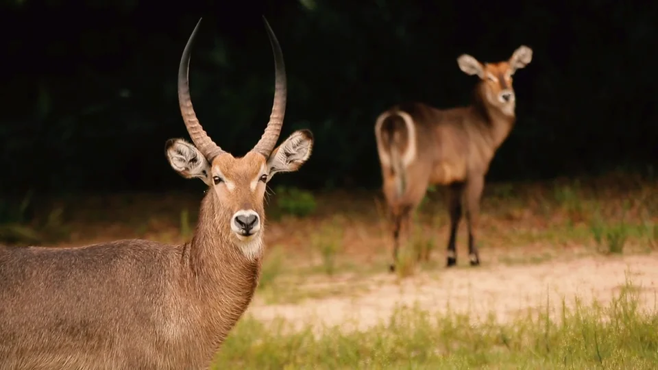 Chris Asplundh Black Boar Ranch History on Vimeo