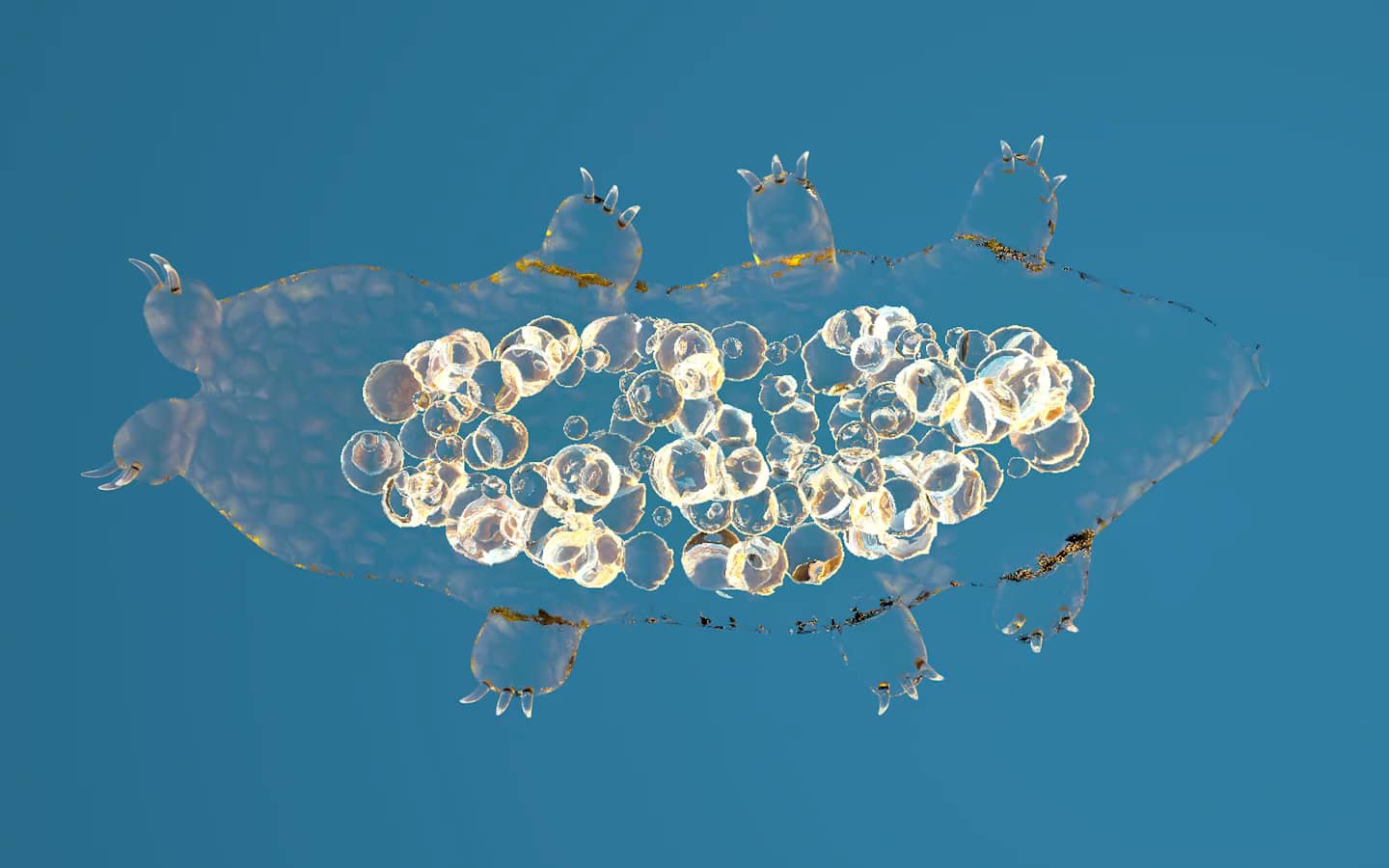 Extremotolerant tardigrade genome and improved radiotolerance of human ...