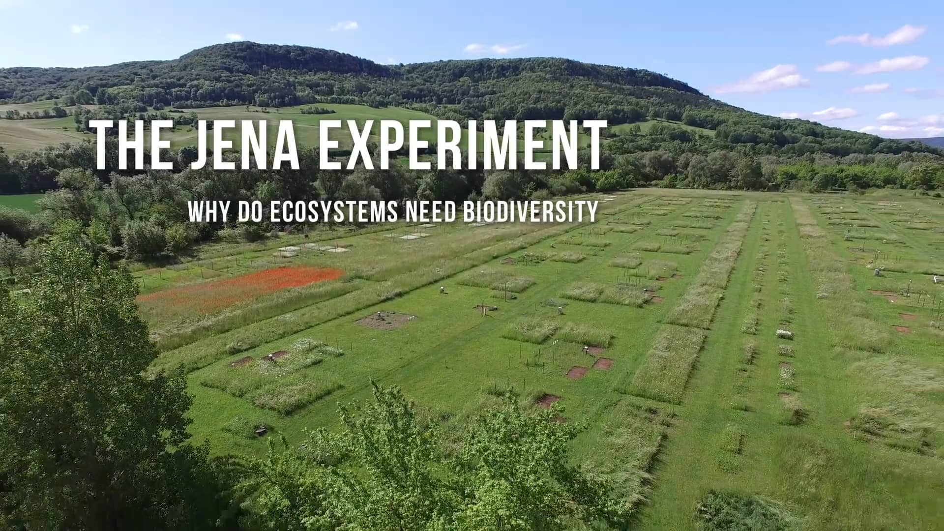The Jena Experiment - Why do ecosystems need biodiversity on Vimeo