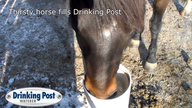 Drinking Post Waterer on Vimeo