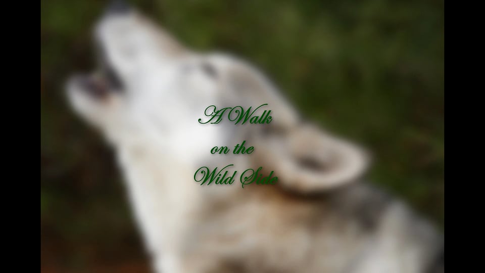 WildLife on Vimeo