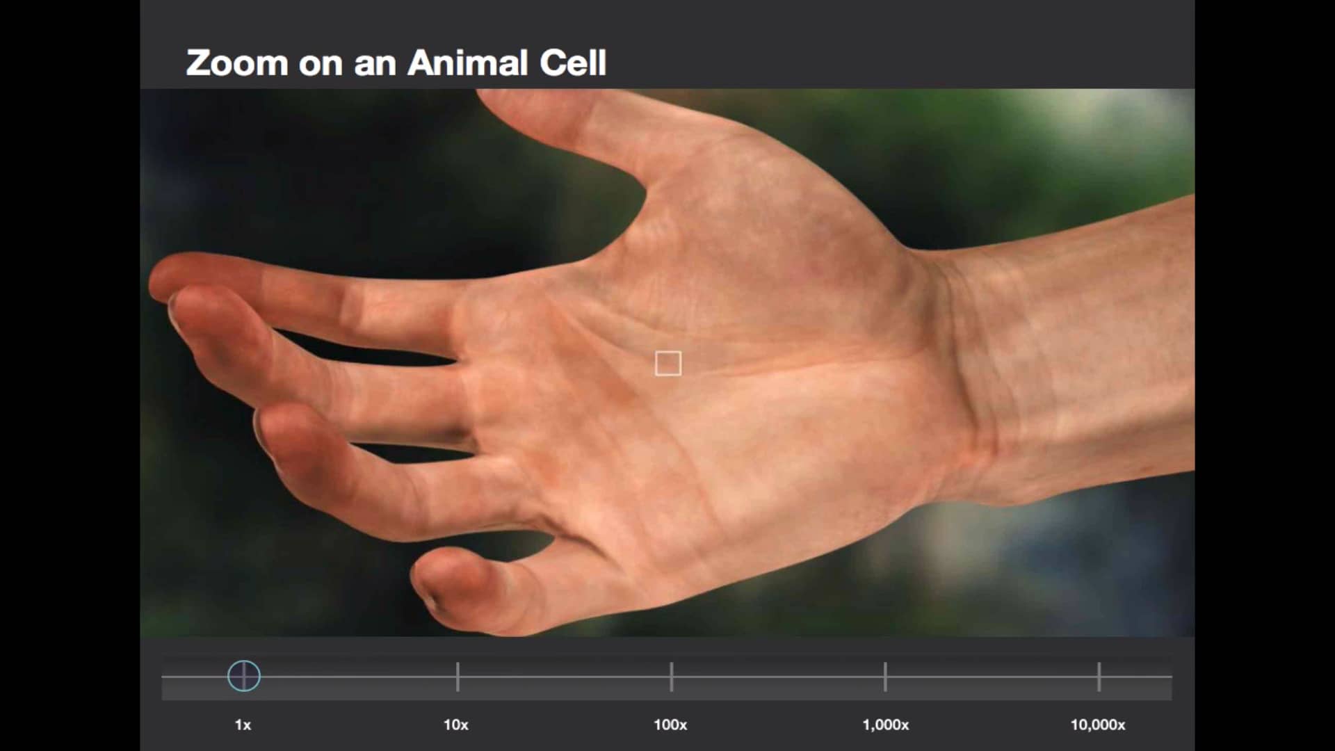 Interactive 5.1 Zoom on an Animal Cell on Vimeo