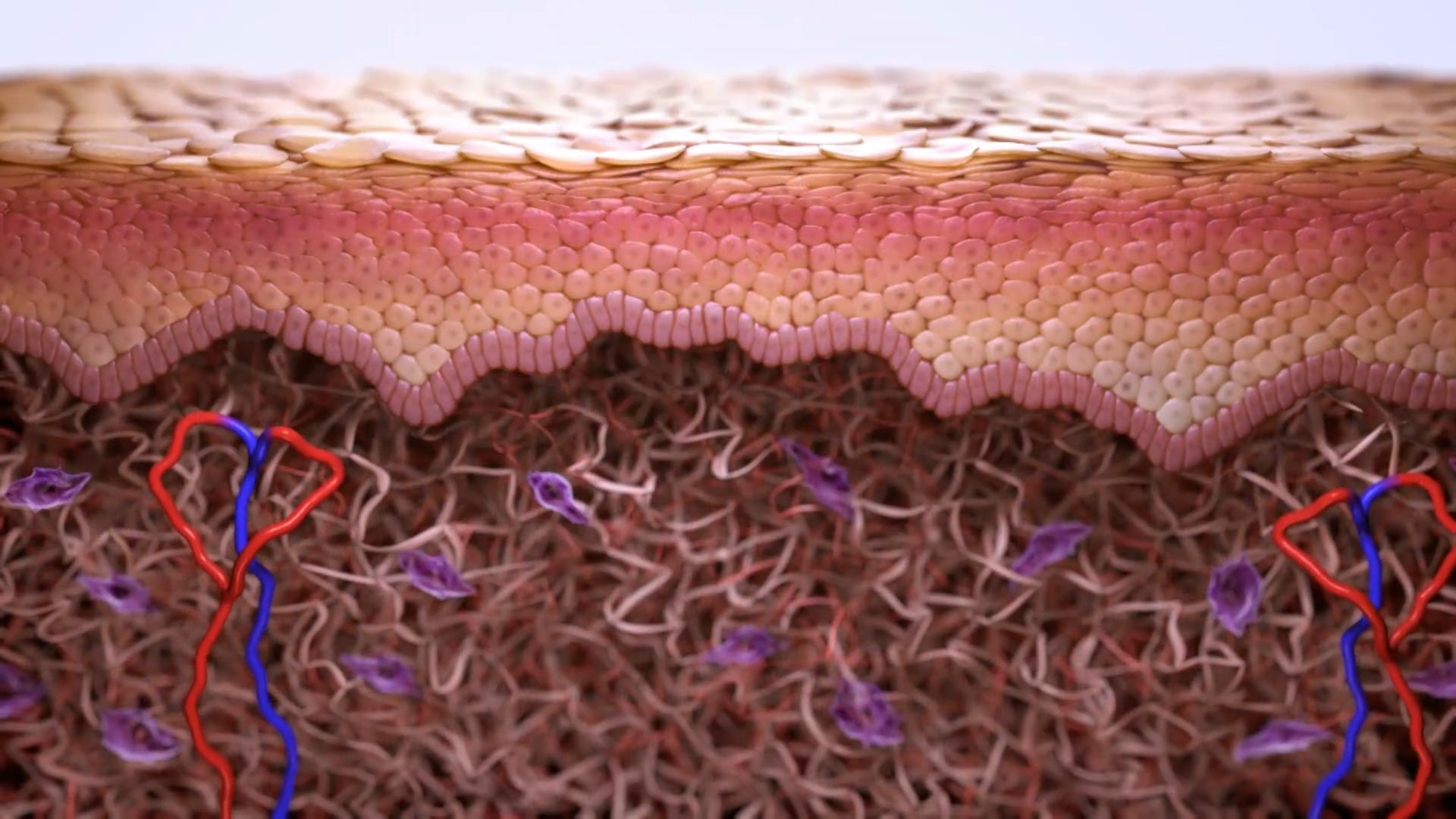 DSM SYN-COLL Animation on Vimeo