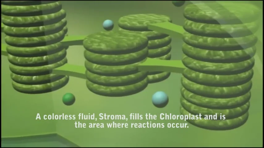 Chloroplast Animation