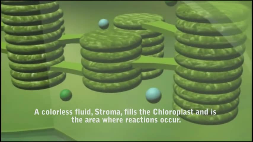 Chloroplast Animation on Vimeo