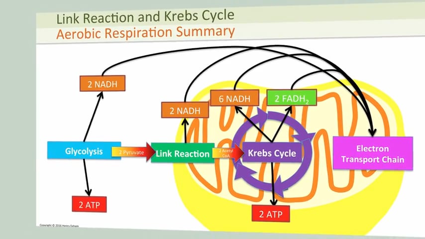 Cellular Respiration - Link Reaction and Krebs on Vimeo