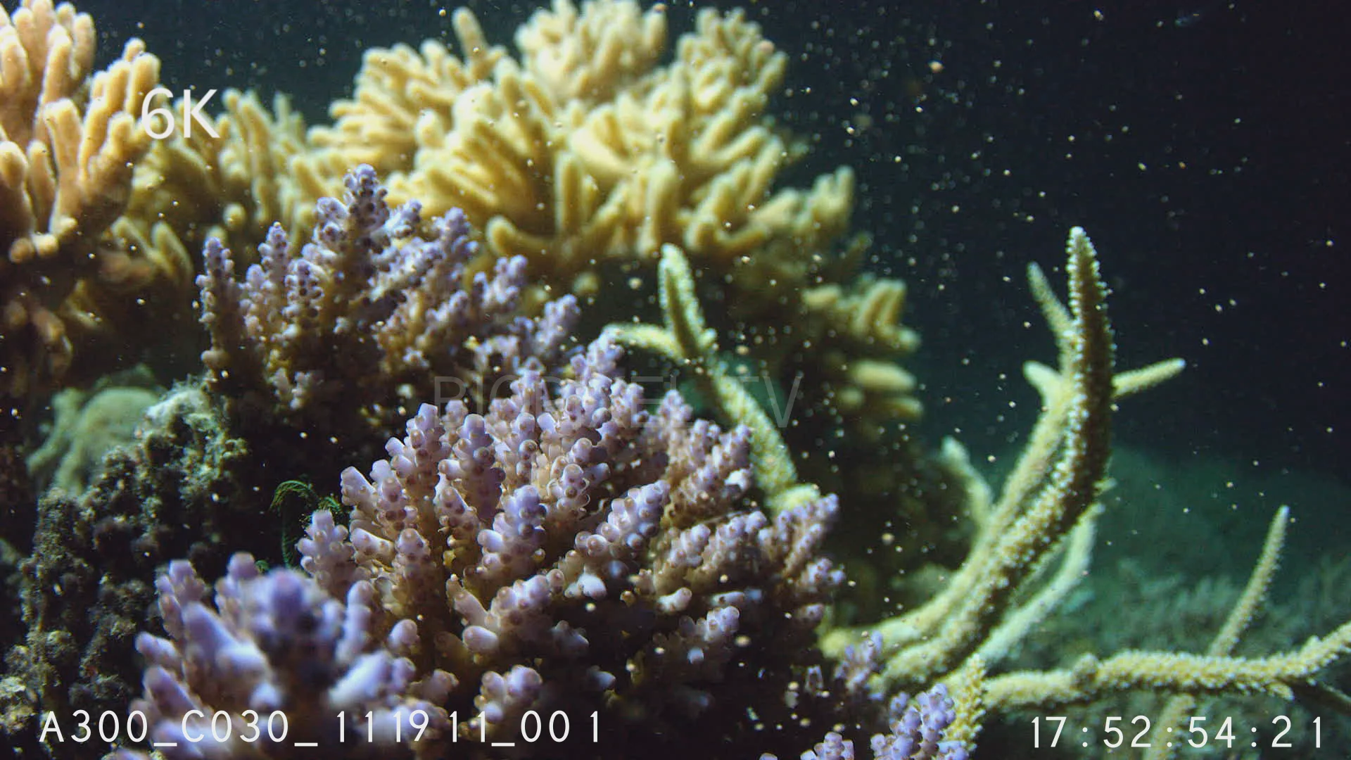 Reproduction Coral - Coral spawning 6K 2 on Vimeo