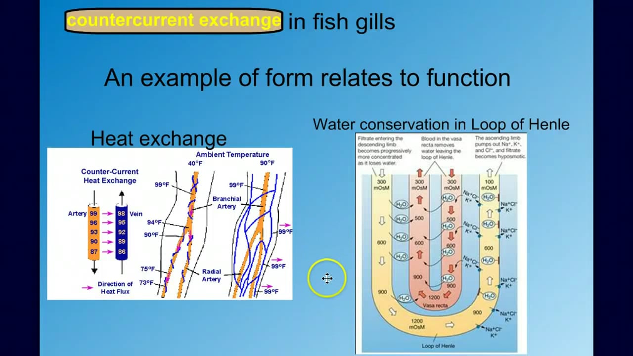 Countercurrent Gas Exchange in Fish Gills on Vimeo