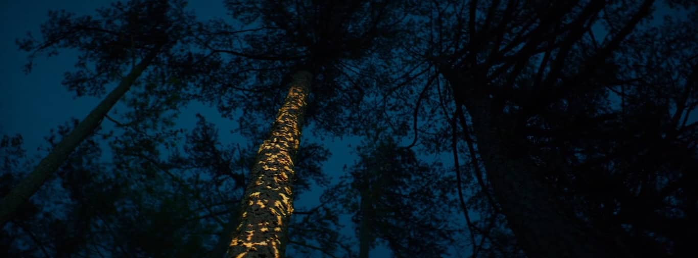 Forest Projection on Vimeo