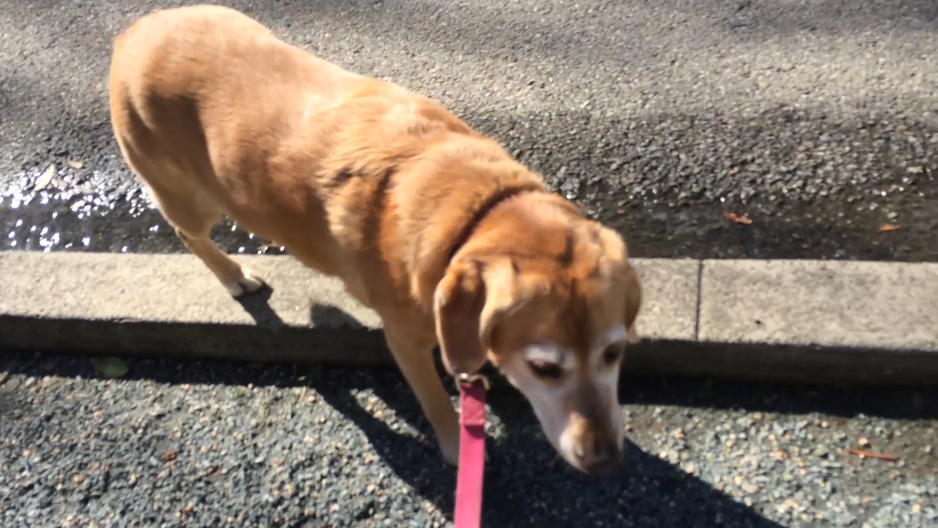 Social Media Dogs on Vimeo