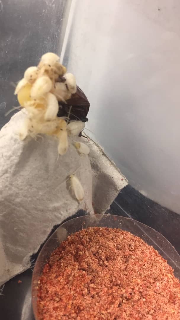 Madagascar Hissing Cockroach giving birth on Vimeo