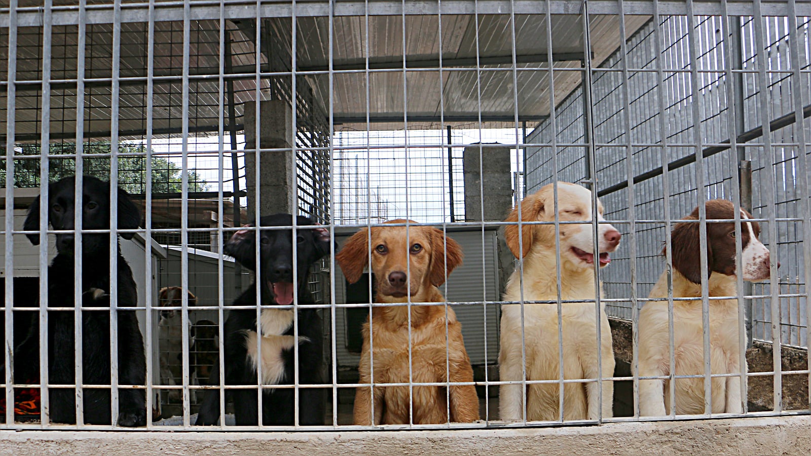 Franci, Fabiana, Fabia, Fabiola & Felix on Vimeo