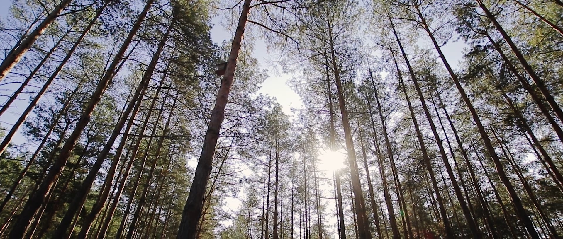 Teaser Forest Tails on Vimeo