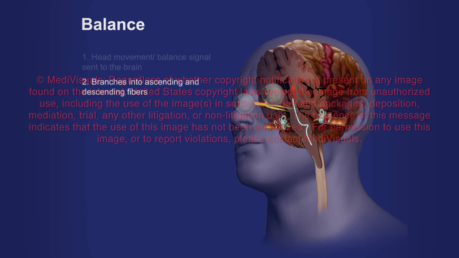 Neural Pathways: Balance - MVI1214-01X on Vimeo