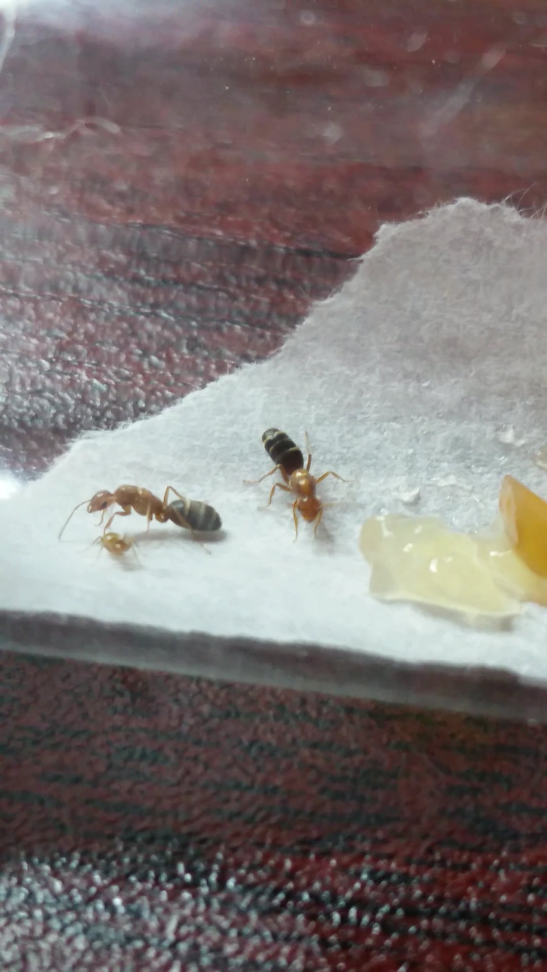 Forelius Pruinosus (High Noon queen ants) on Vimeo