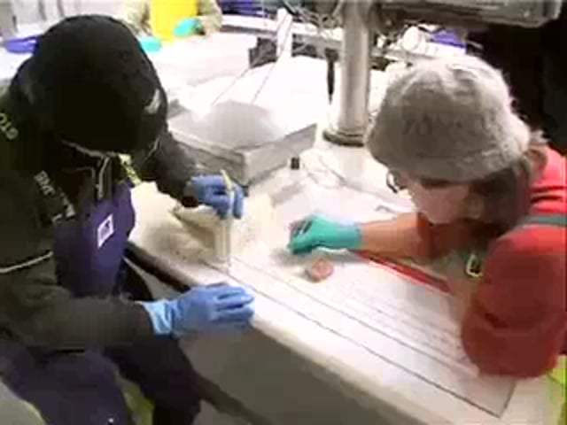 Collecting and measuring krill — Science Learning Hub