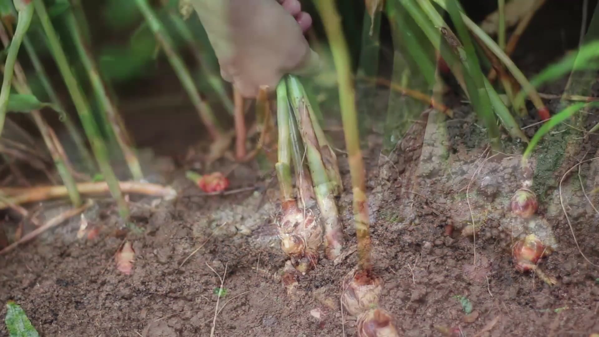 The Ginger People Fiji Ginger Factory Video-HD on Vimeo