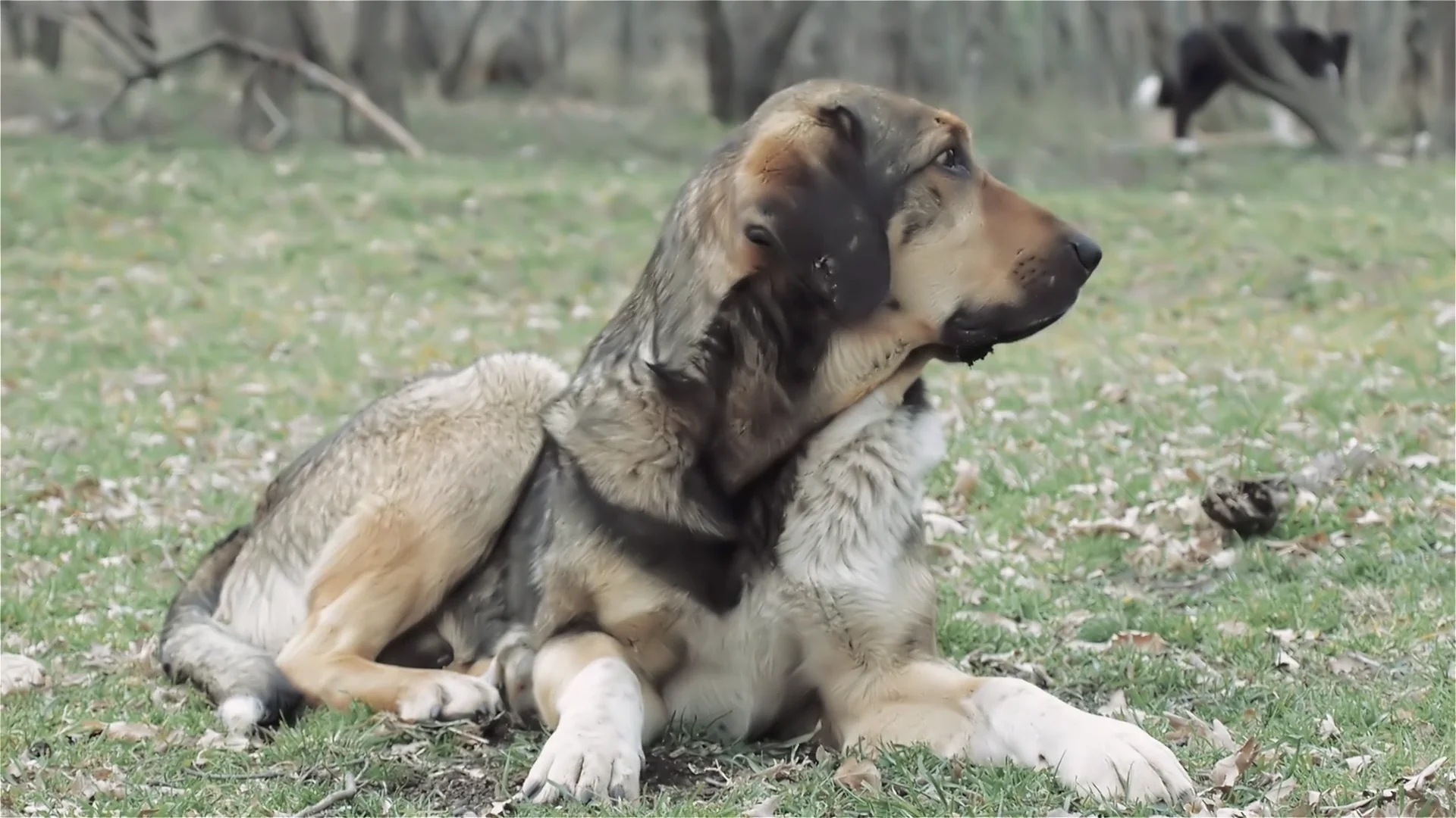 Vivir con lobos on Vimeo