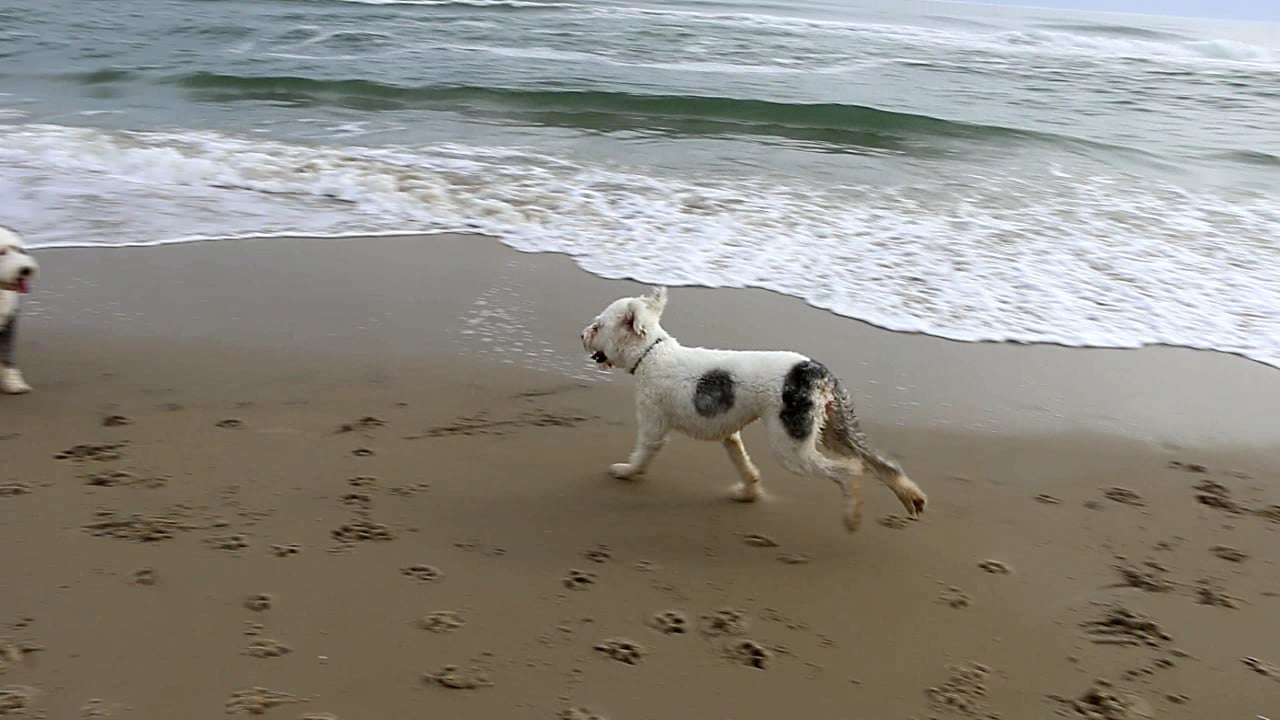 Beach fun on Vimeo