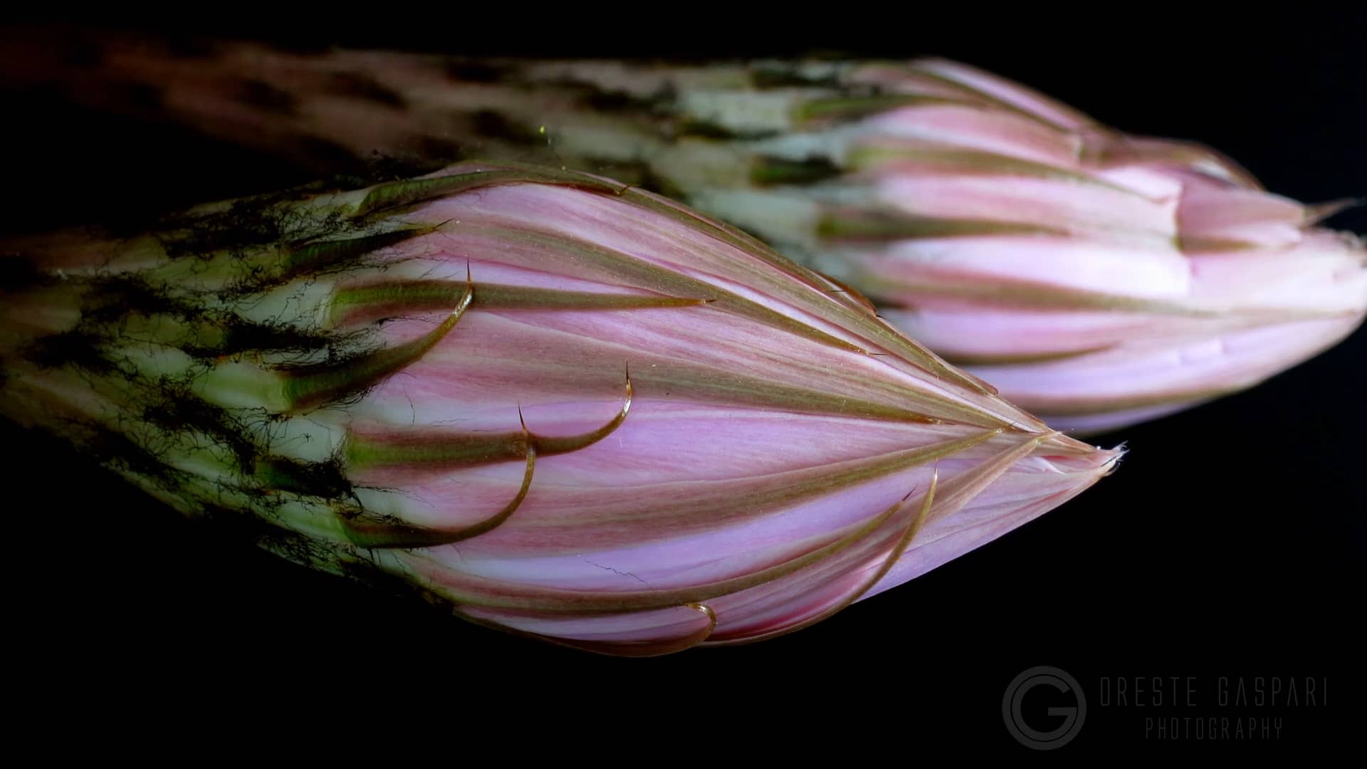 Blossoming flower timelapse on Vimeo