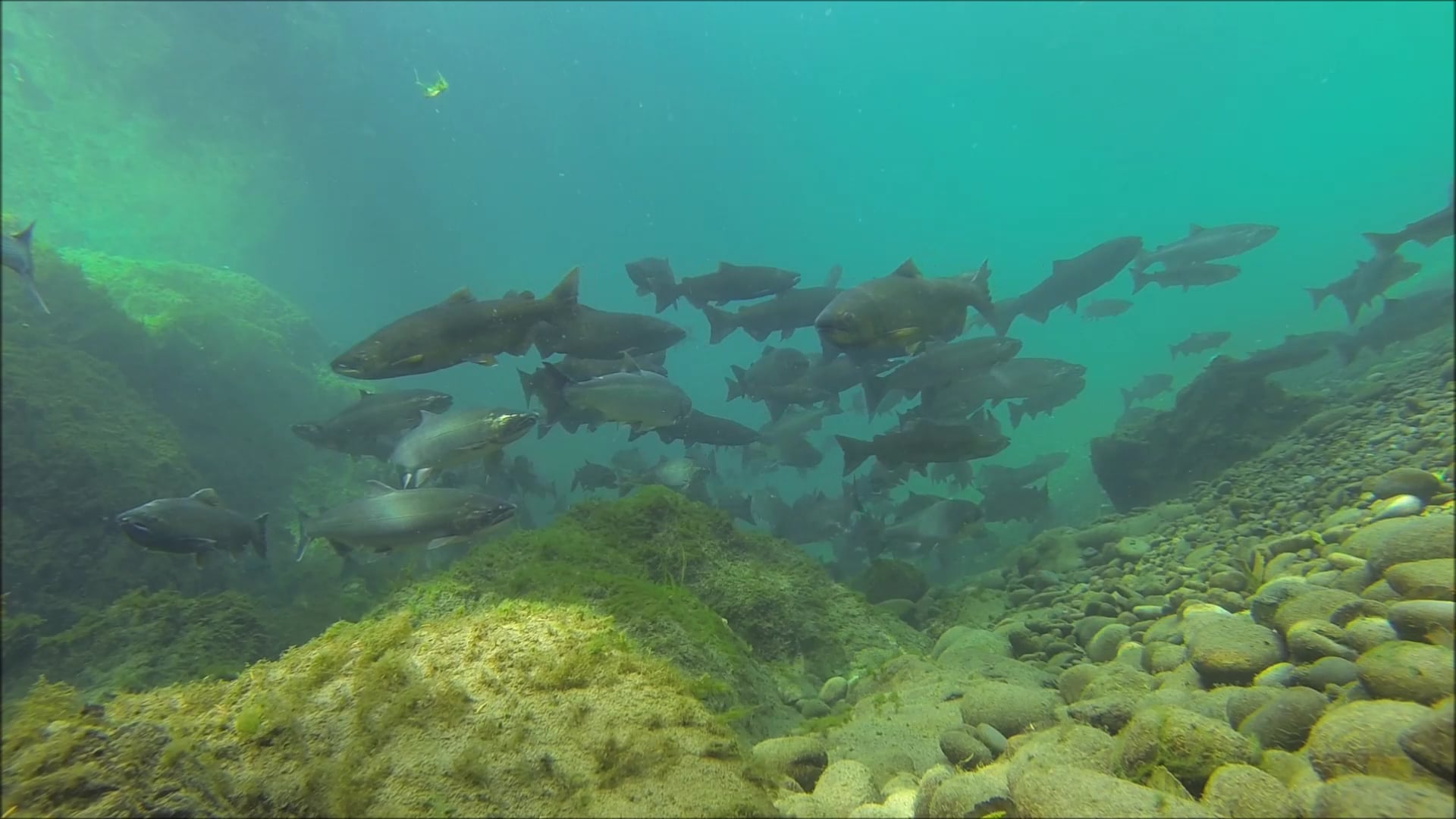 Coho jumping at Barking dog Hole on Vimeo