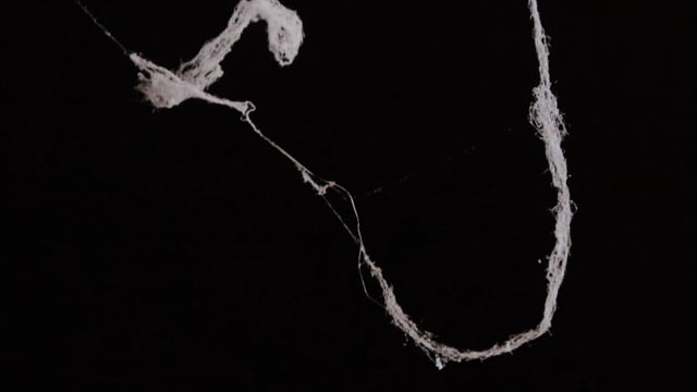 Spider Web Effect - Free video on Pixabay