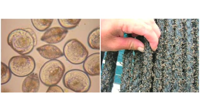 Growing spat in hatcheries — Science Learning Hub