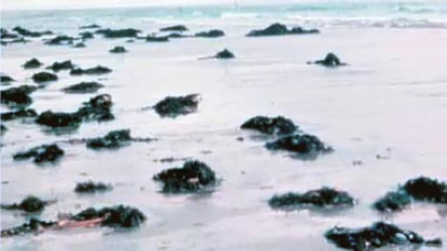 Harvesting spat from 90 Mile Beach — Science Learning Hub