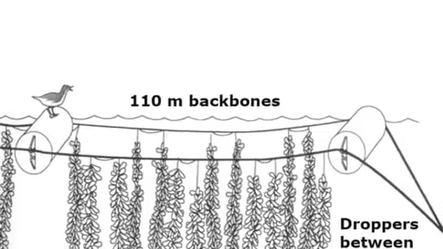 Growing mussels on longlines — Science Learning Hub