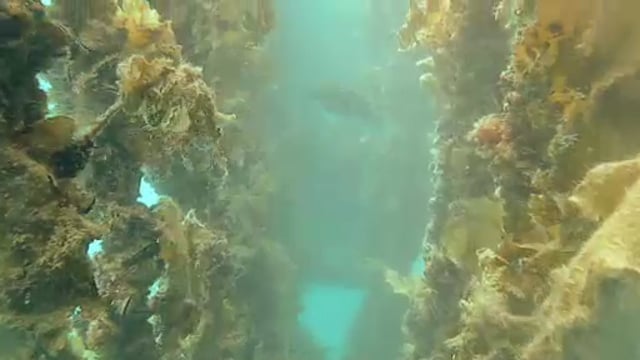 Predators — Science Learning Hub