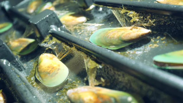 Fouling — Science Learning Hub