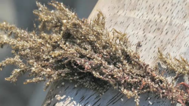 Unpredictable spat supply — Science Learning Hub