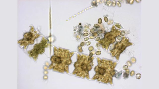 Toxins — Science Learning Hub