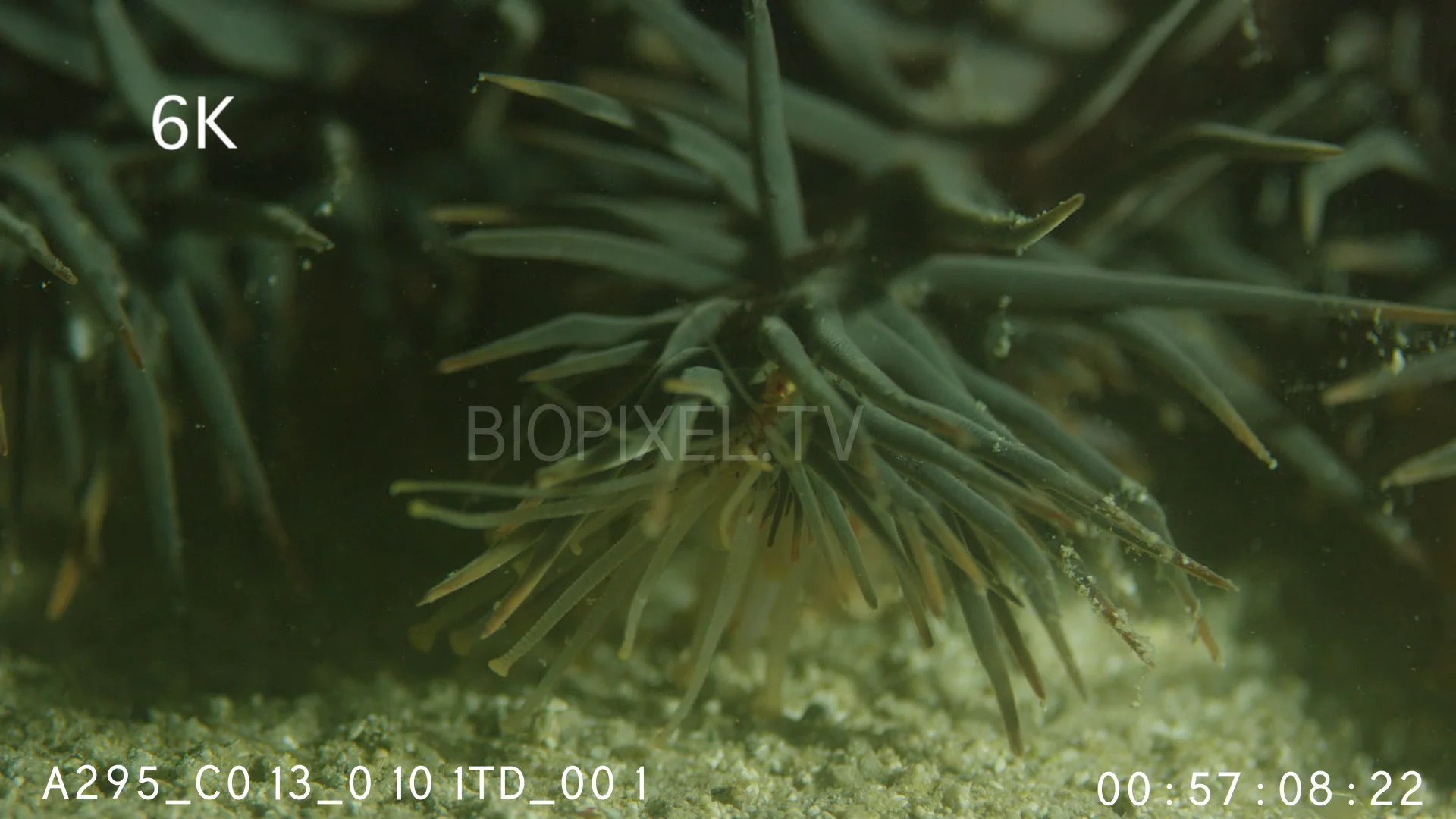 Giant Triton - Giant triton shell feeding on COTS close up 4K on Vimeo