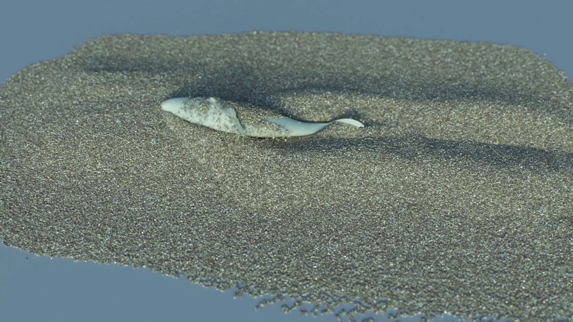 mini sand whale on Vimeo