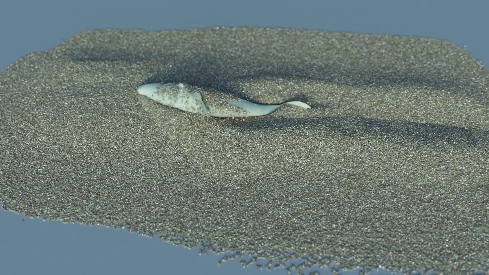 mini sand whale on Vimeo