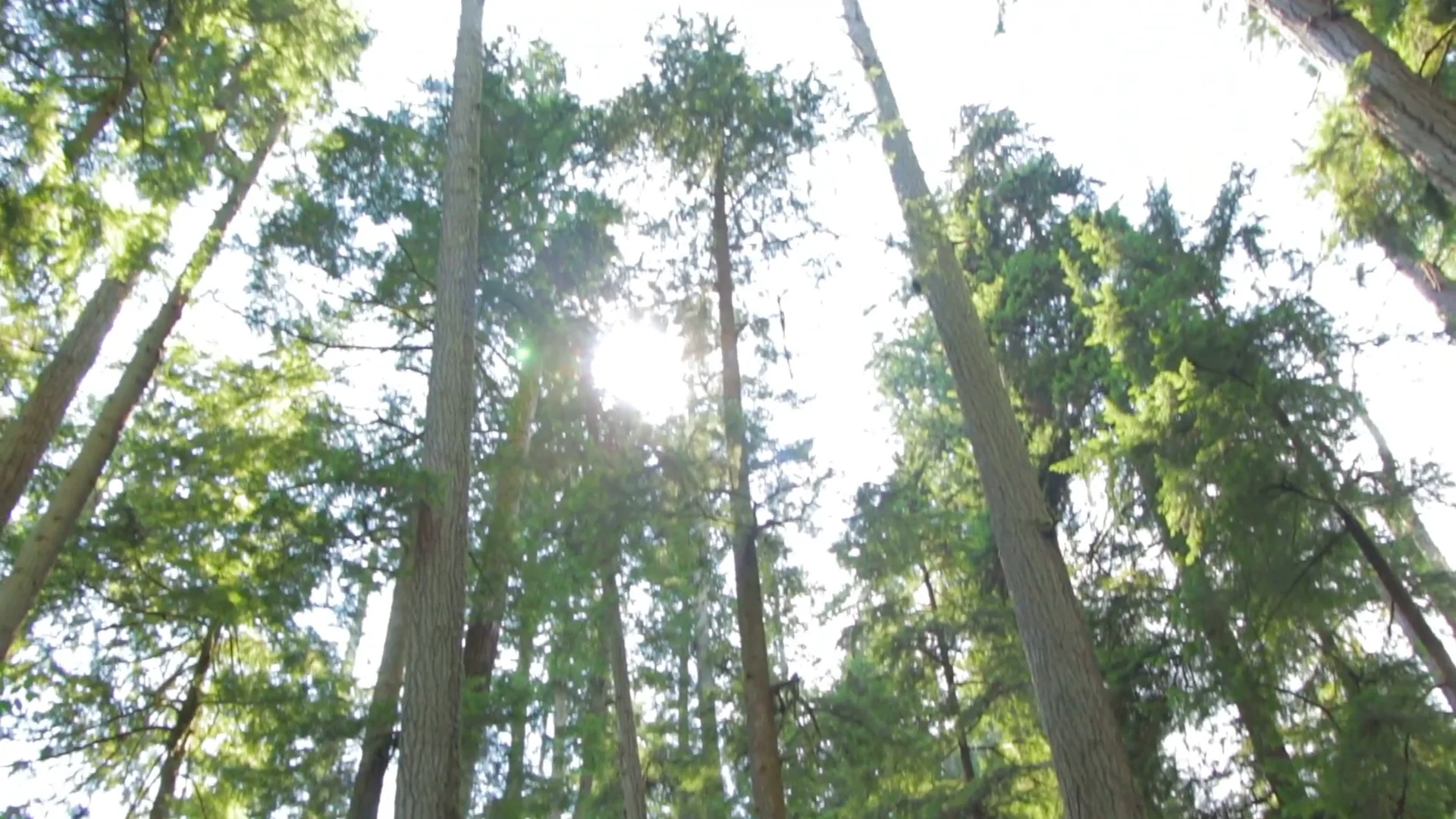 Forest 343516600 on Vimeo