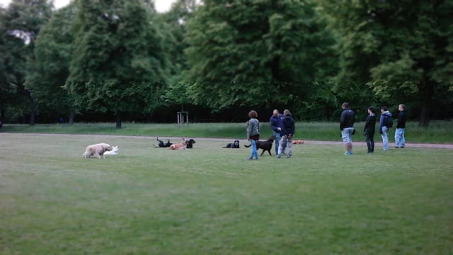 Chiens Entrainement De Chien - Free video on Pixabay