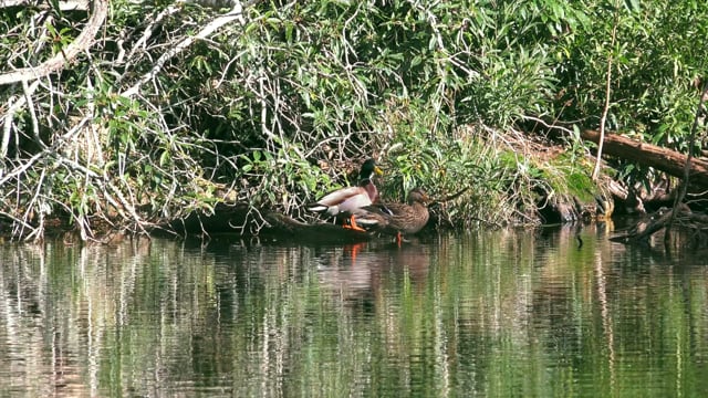 Patos Animales Naturaleza - Free video on Pixabay