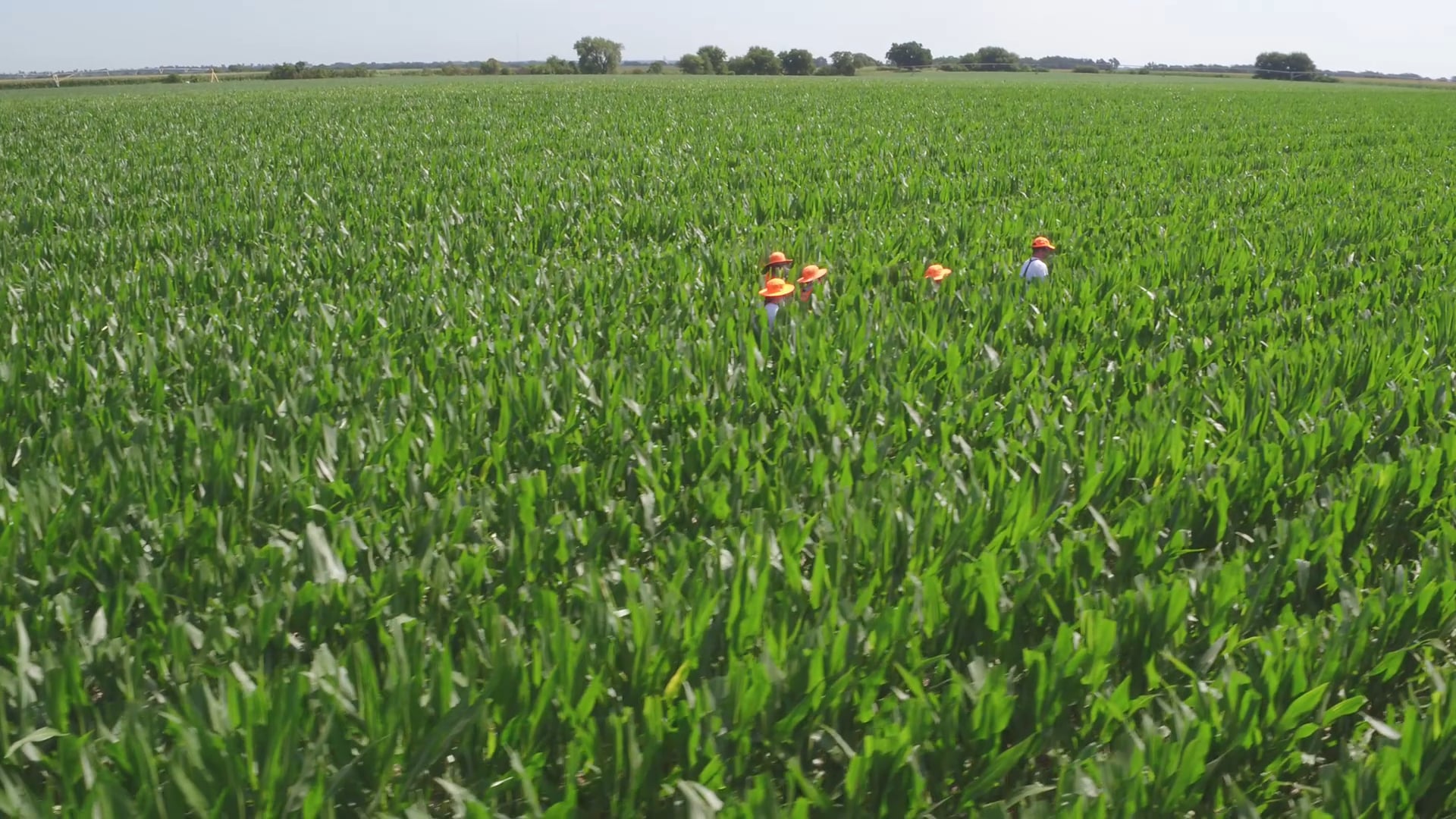 S&J - Intro to Detasseling