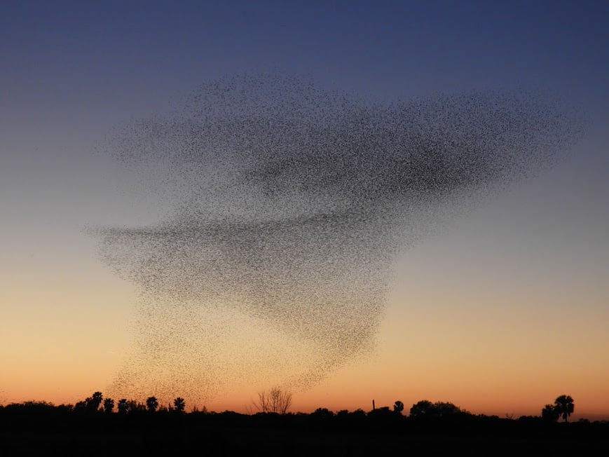 The Murmuration of Swallows: Safety in Numbers (WEB EXTENDED VERSION ...