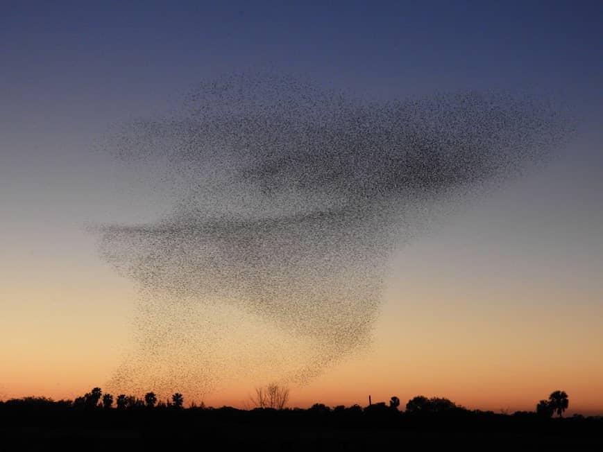 The Murmuration of Swallows: Safety in Numbers (WEB EXTENDED VERSION ...