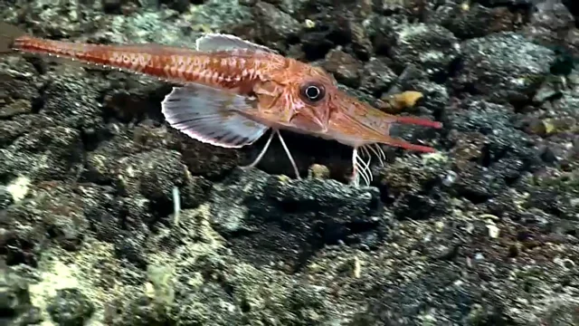 Armored Sea Robin