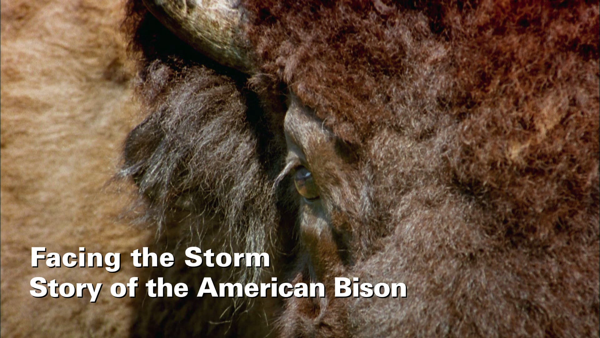 Watch FACING THE STORM: STORY OF THE AMERICAN BISON Online | Vimeo On ...