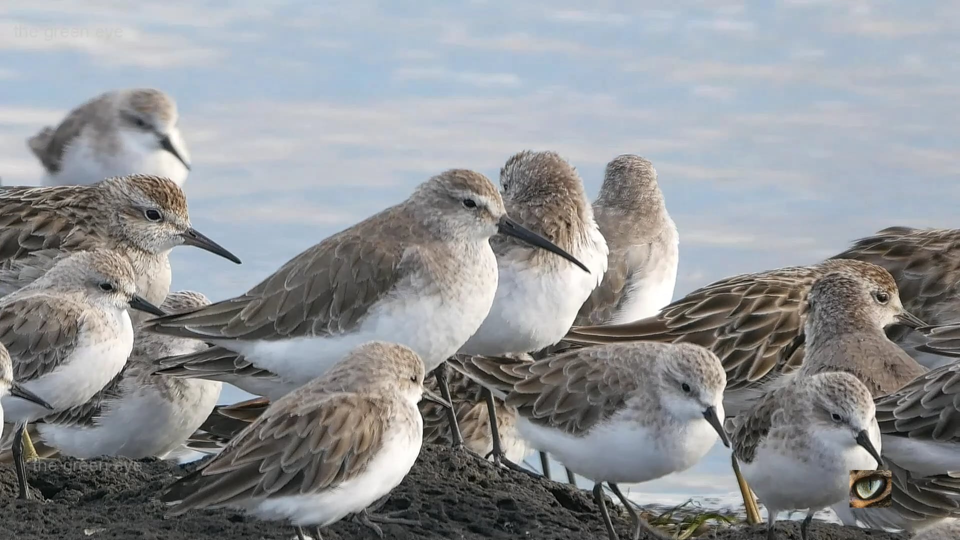 Curlew Sandpiper (Calidris ferruginea, Scolopacidae: Snipe, Sandpipers ...
