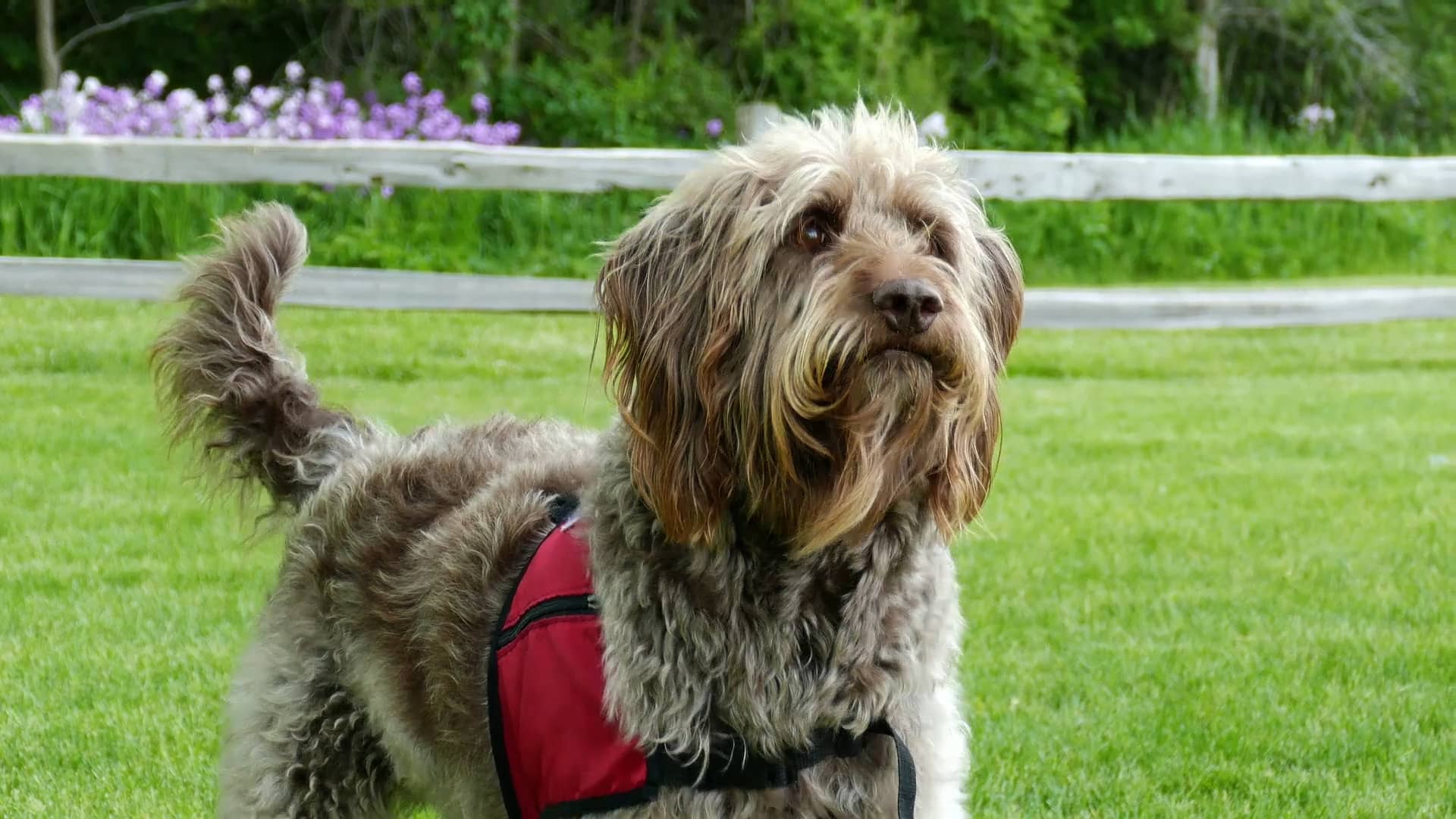 Gander: America's Hero Dog Trailer on Vimeo