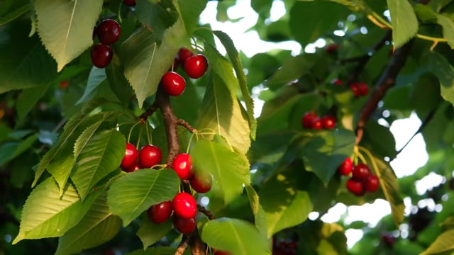 Cerises Cerise Arbre Fruit Sweet - Free video on Pixabay
