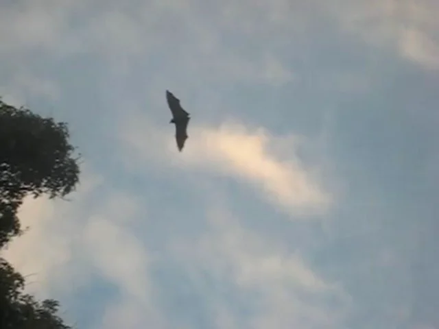 Tonga - Flying Foxes on Vimeo